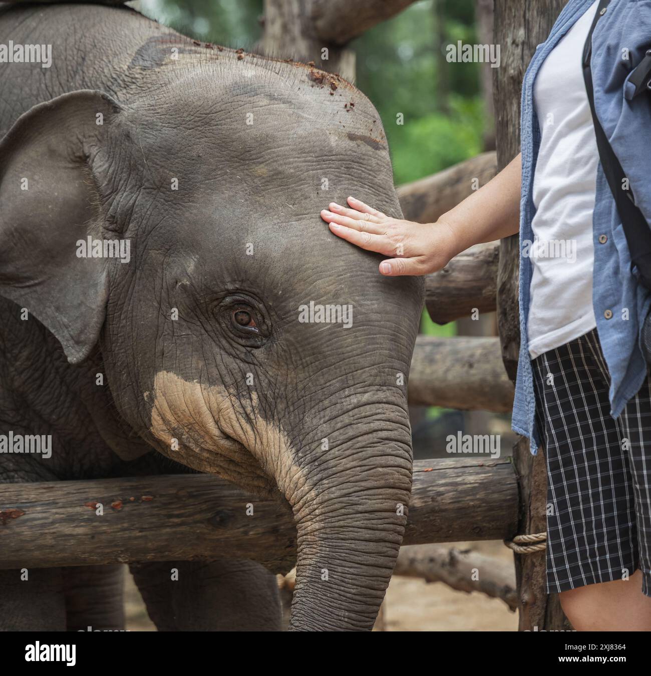 Tourist touching the head of baby elephant. Asian elephant in sanctuary ...