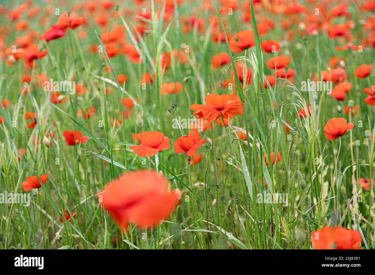 Meadow botanical bloom hi-res stock photography and images - Alamy