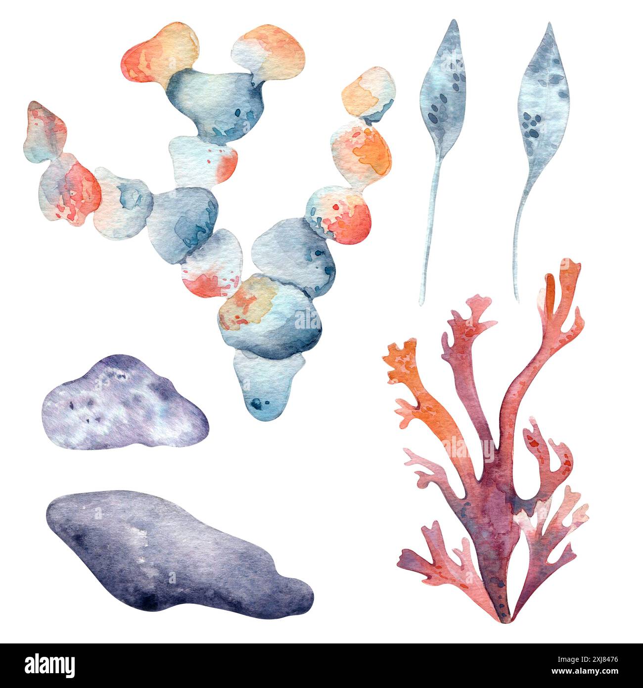 Seaweeds, kelp and stones in colorful pink and blue watercolor. Aquatic ...