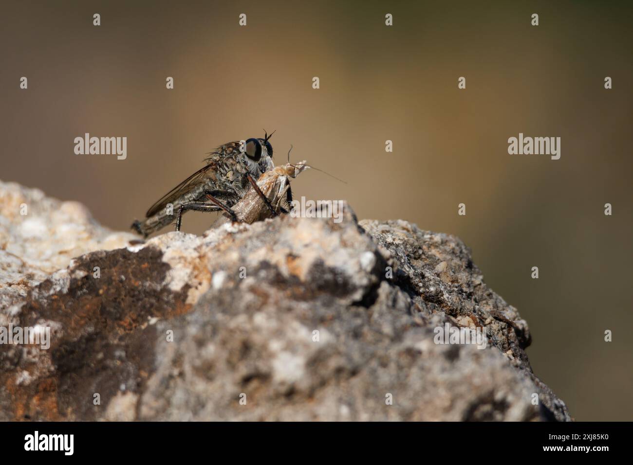 Killer fly, Asilidae, eating a moth for breakfast, Alcoy, Spain Stock ...