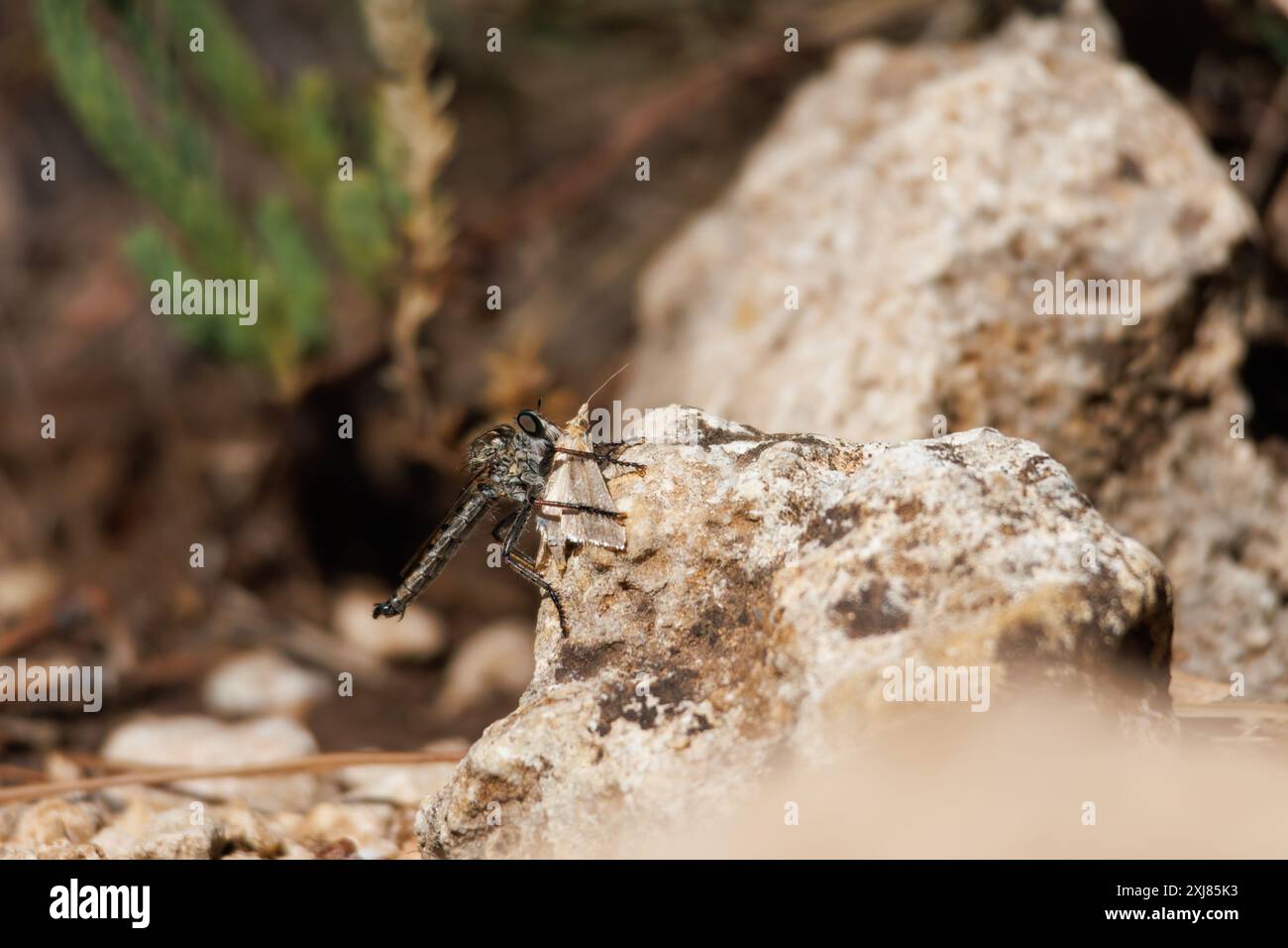 Killer fly, Asilidae, eating a moth for breakfast, Alcoy, Spain Stock ...