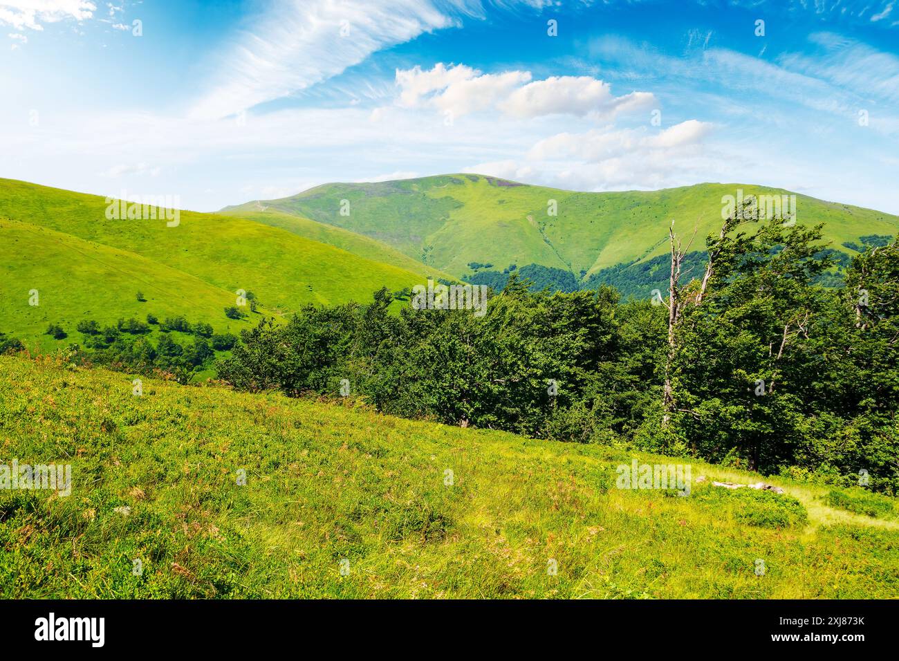 carpathian mountain landscape of ukraine in summer. beech trees on the ...