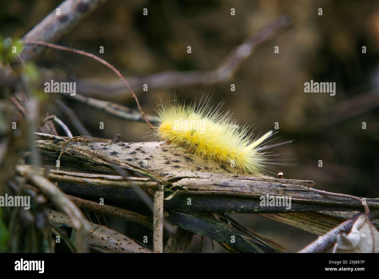 A Calliteara grotei horishanella caterpillar with a yellow head and ...