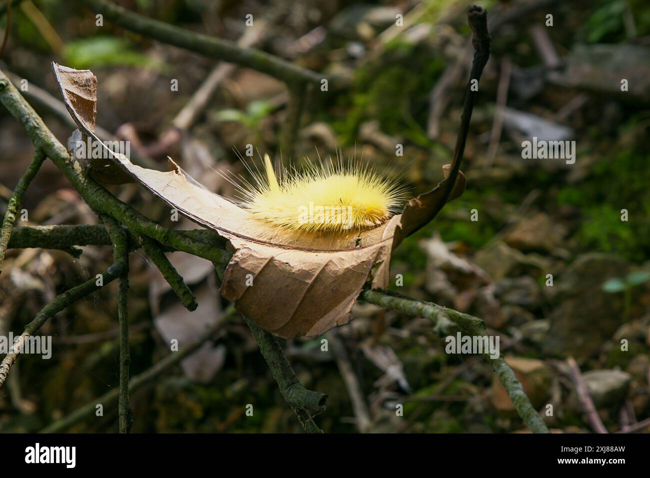 A Calliteara grotei horishanella caterpillar with a yellow head and ...