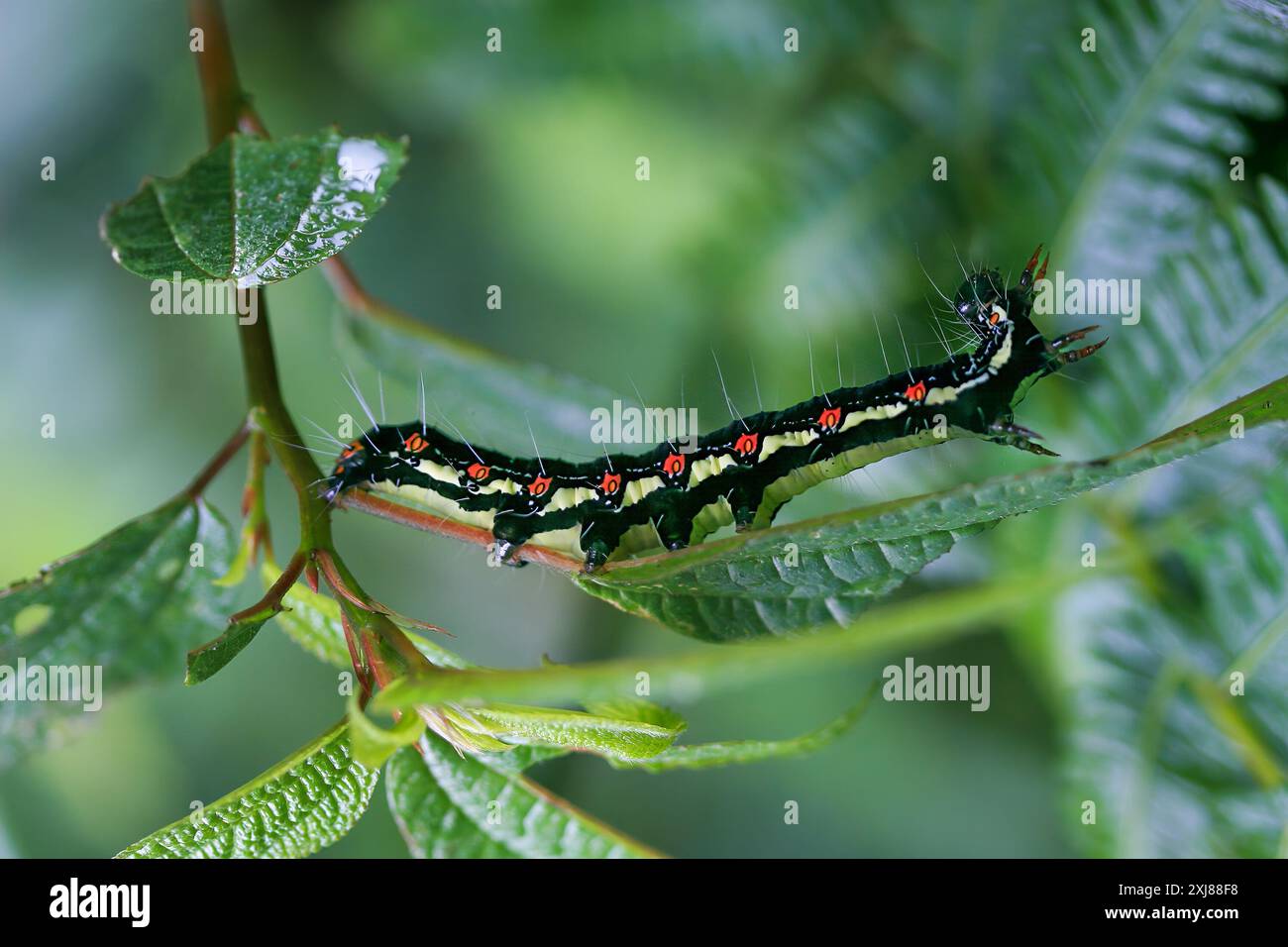 A striking Arcte coerula caterpillar with red spots and black stripes ...