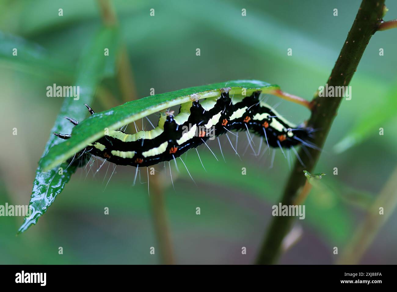 A striking Arcte coerula caterpillar with red spots and black stripes ...