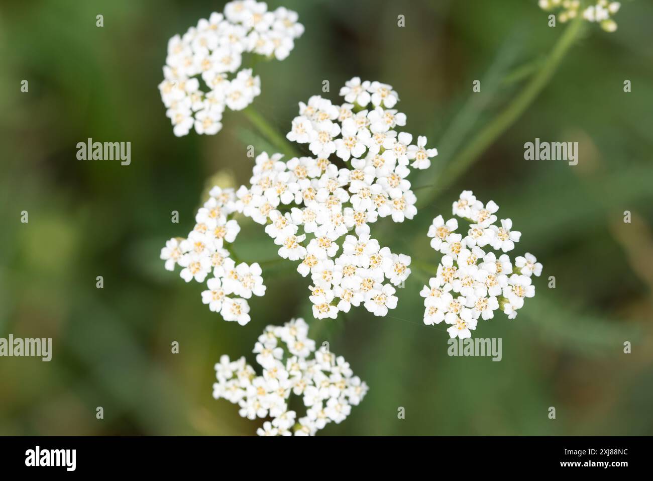Common yarrow, Achillea millefolium white flowers in meadow closeup ...