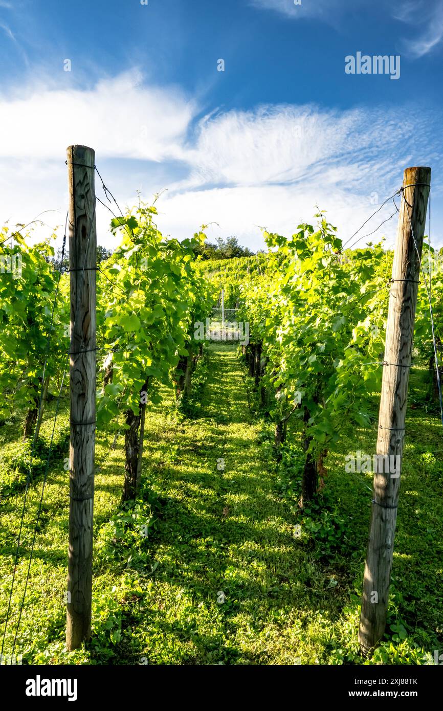Grape vine pole hi-res stock photography and images - Alamy