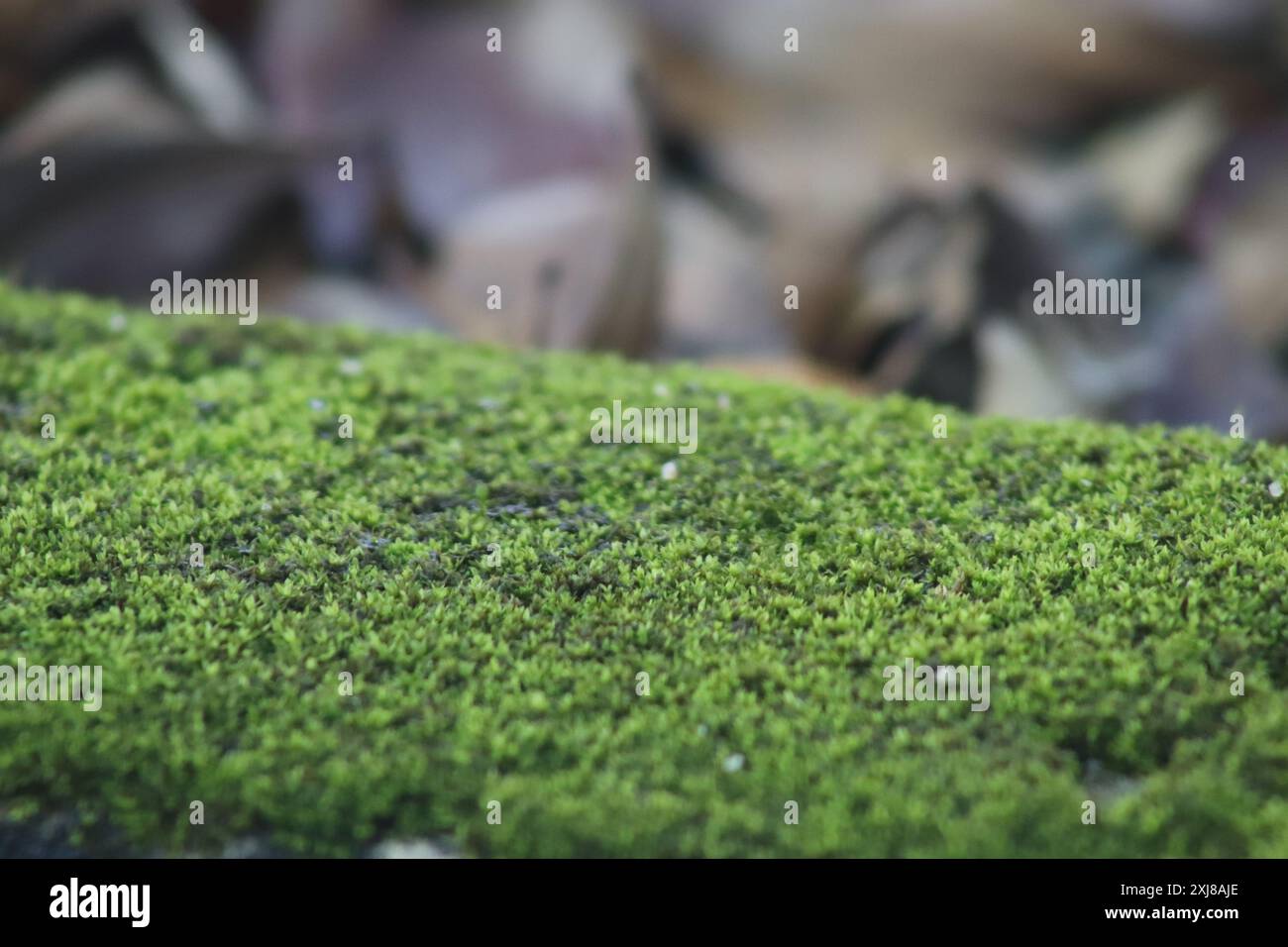 Bryophyta spores hi-res stock photography and images - Alamy