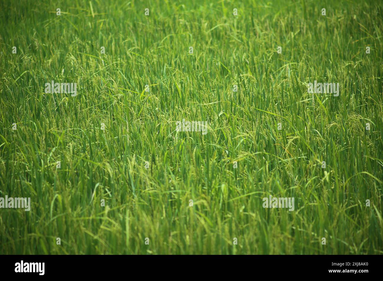 A green rice plant Stock Photo - Alamy