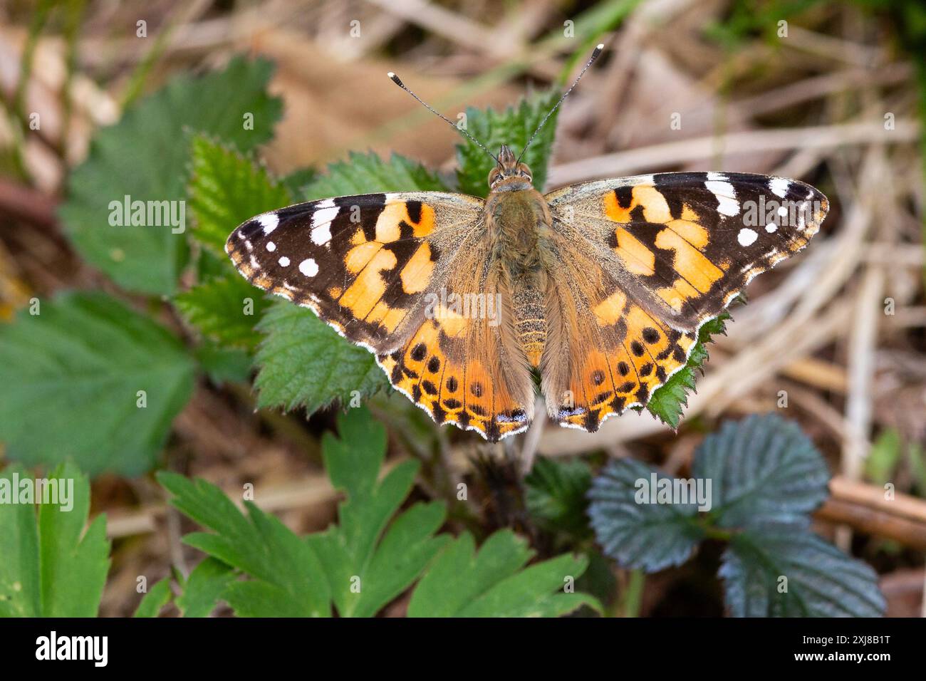 Painted Lady Butterfly Stock Photo - Alamy