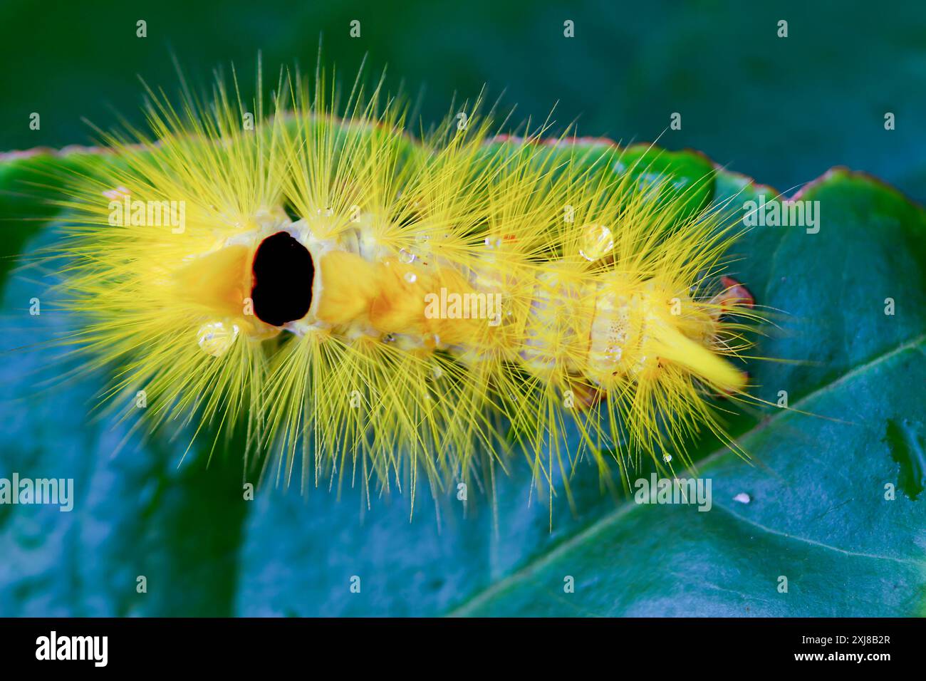 A Calliteara grotei horishanella caterpillar with a yellow head and ...