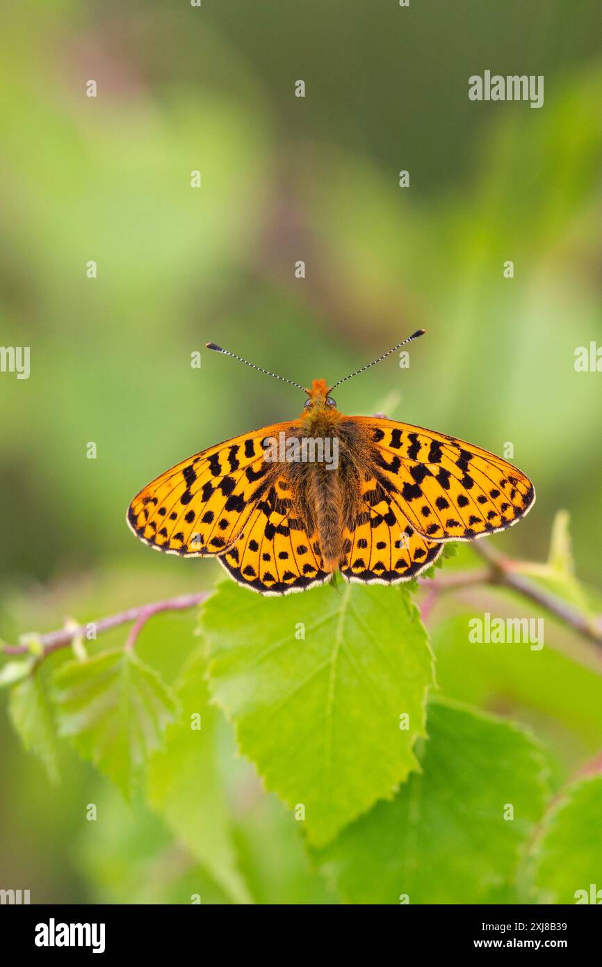 Pearl-bordered Fritillary Butterfly Stock Photo - Alamy