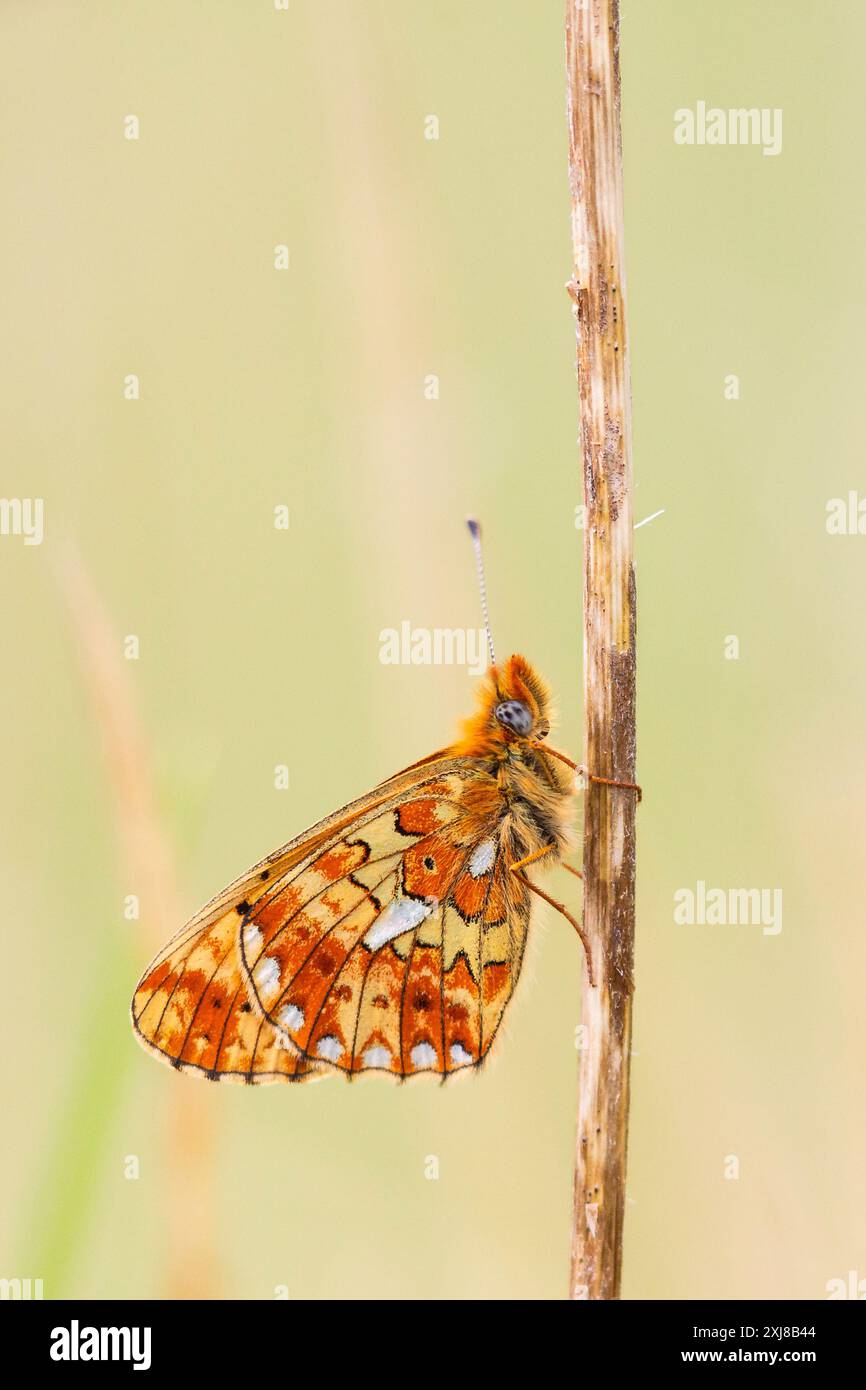Pearl-bordered Fritillary Butterfly Stock Photo - Alamy