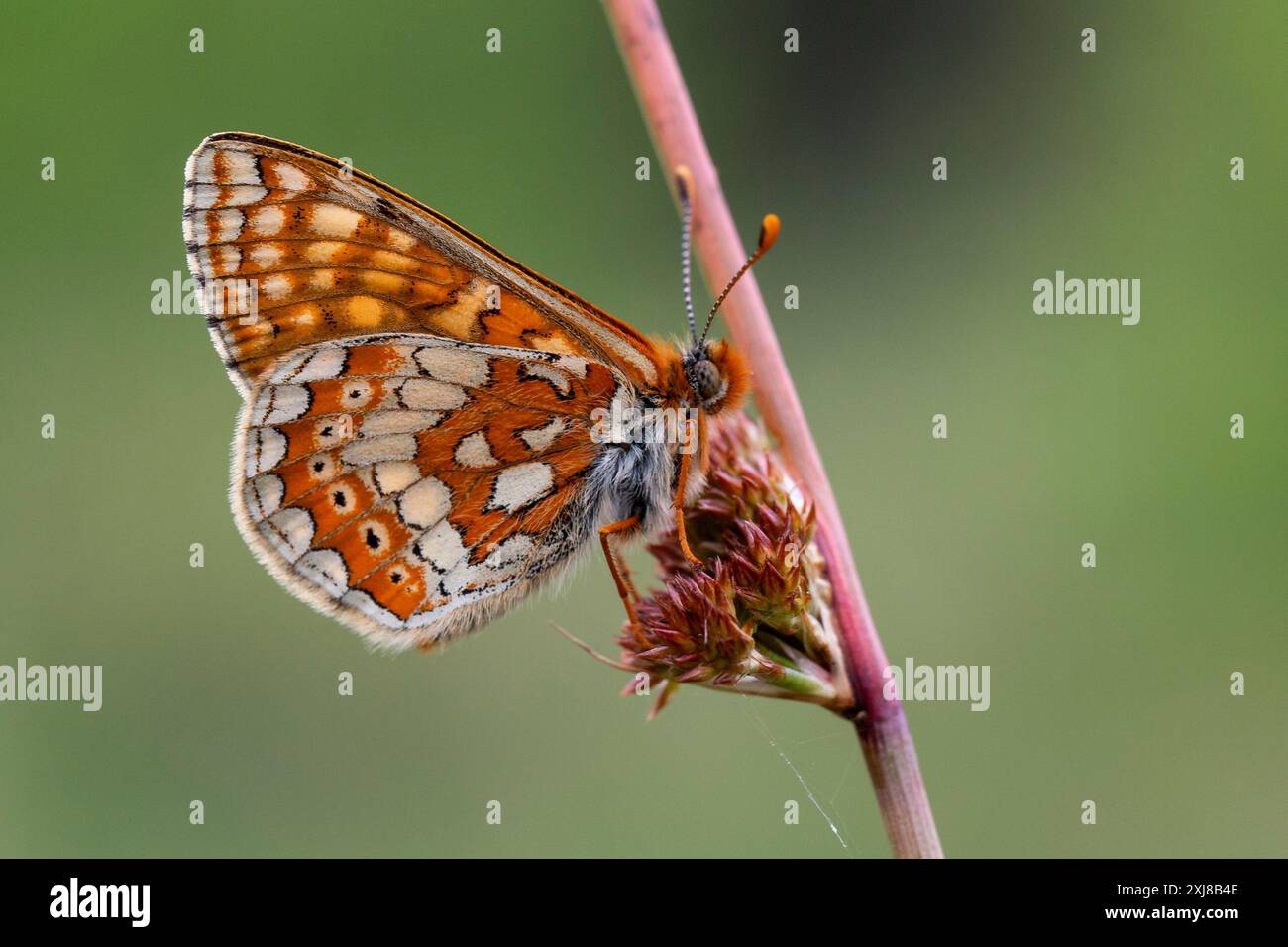 Marsh Fritillary Butterfly Stock Photo - Alamy