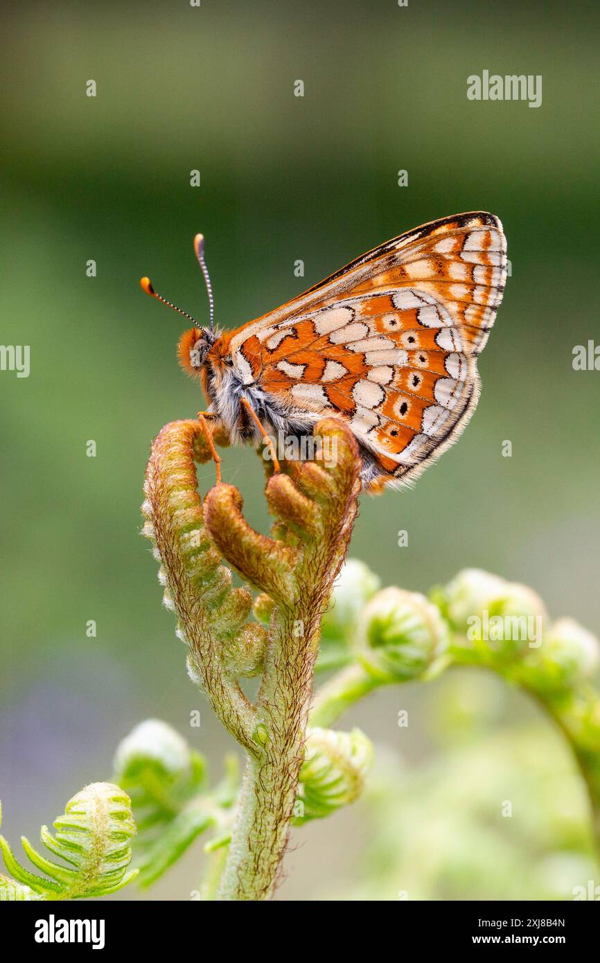 Marsh Fritillary Butterfly Stock Photo - Alamy