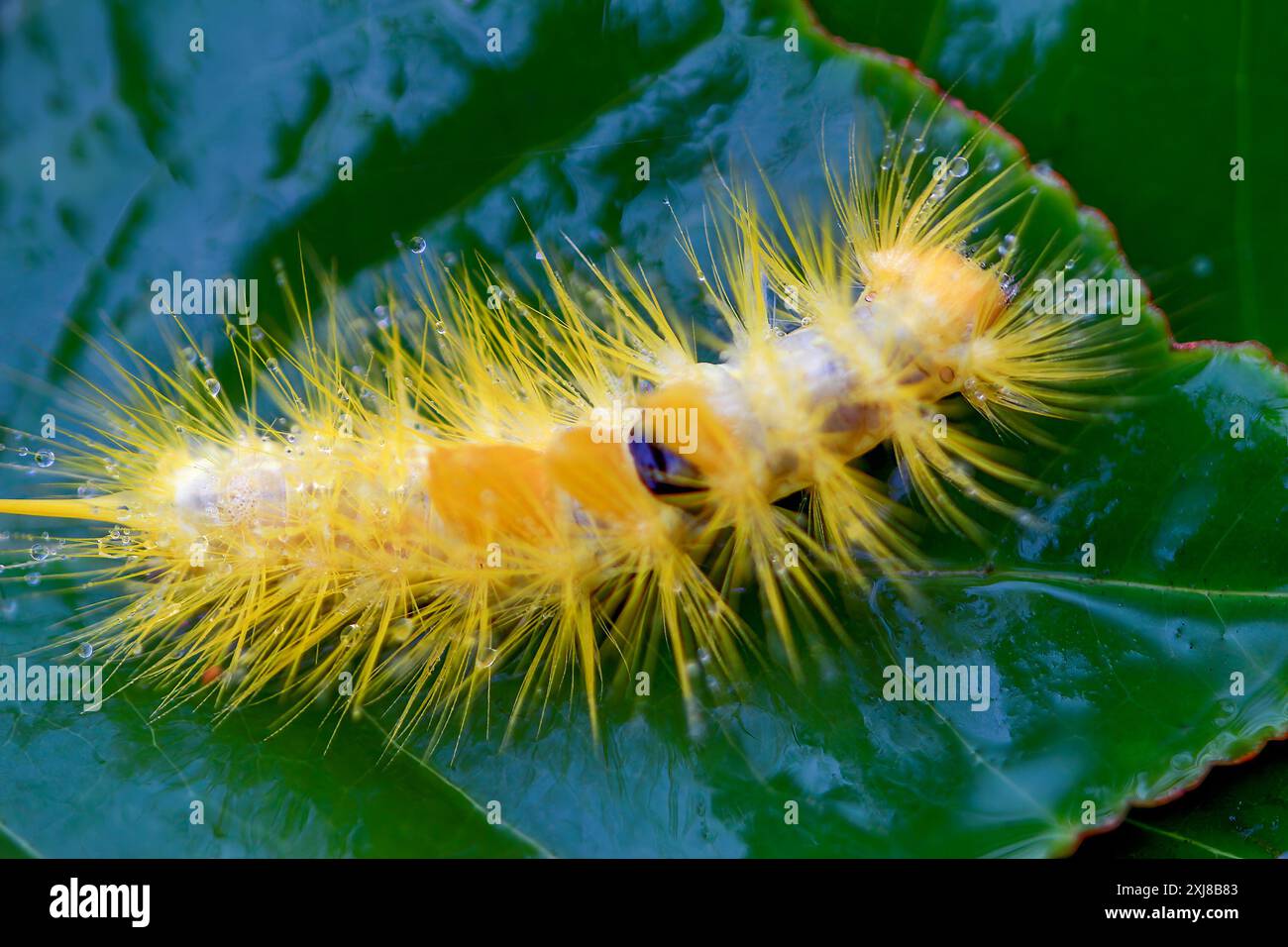 A Calliteara grotei horishanella caterpillar with a yellow head and ...