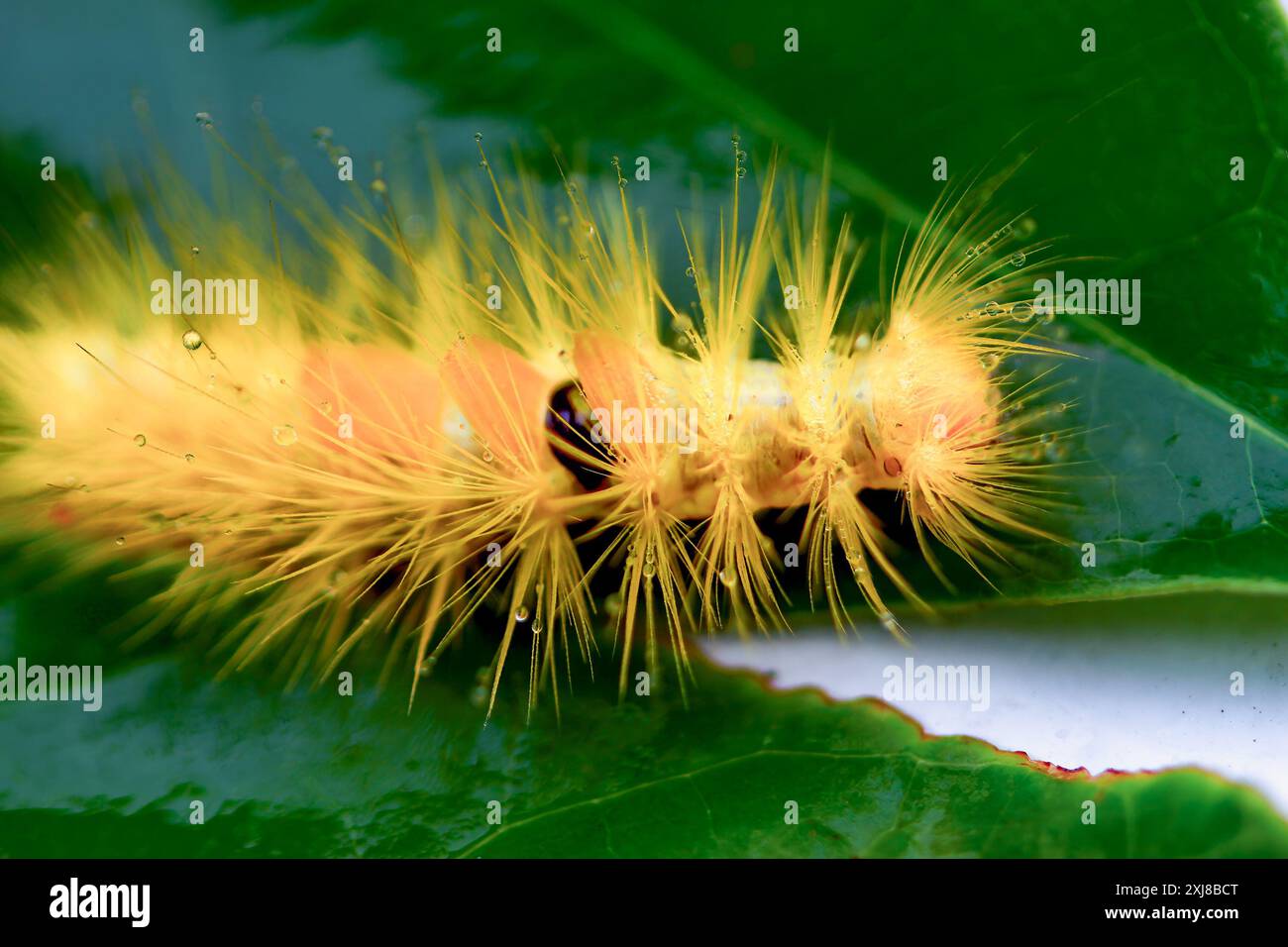 A Calliteara grotei horishanella caterpillar with a yellow head and ...