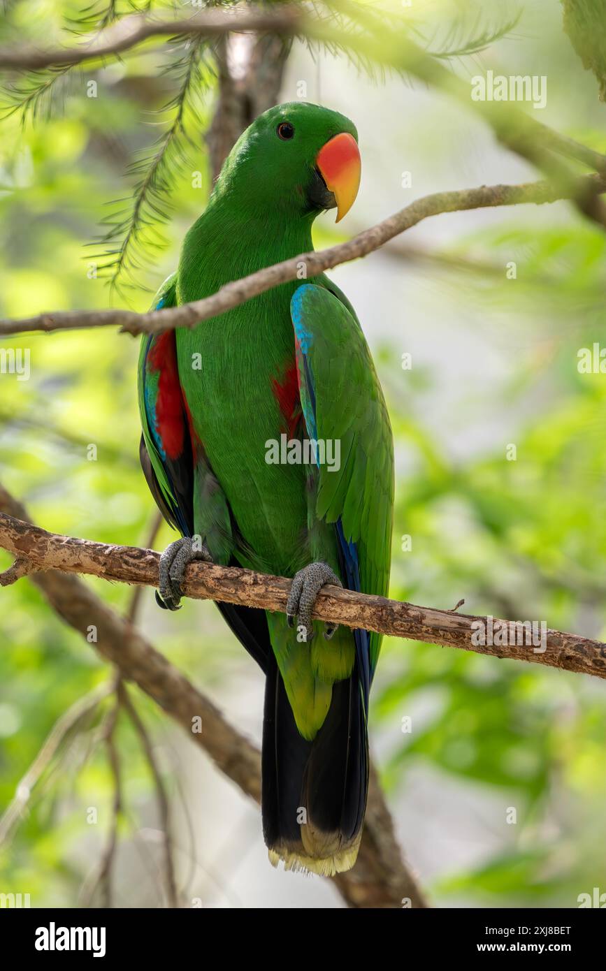 Eclectus polychloros hi-res stock photography and images - Alamy