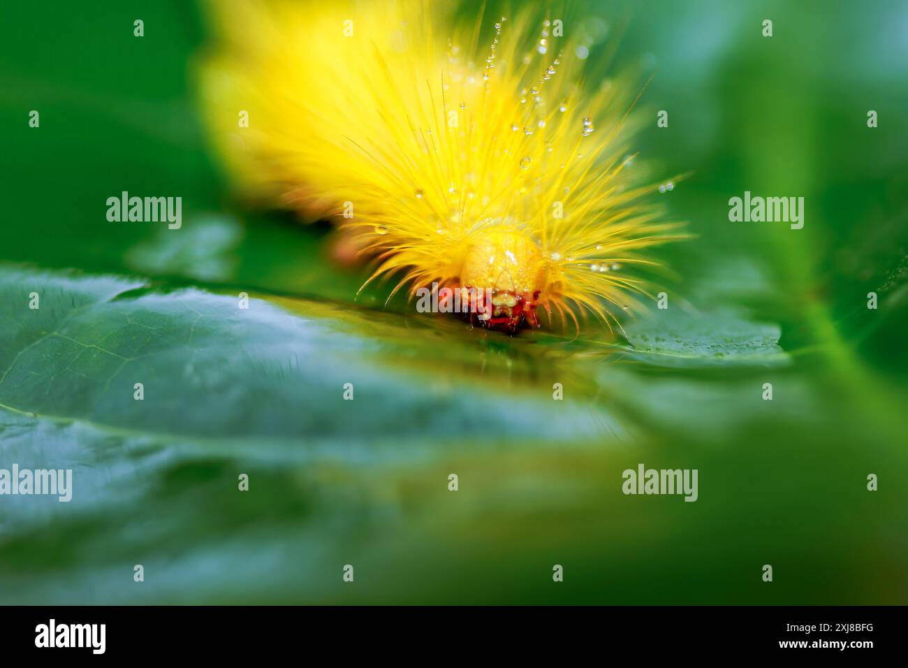 A Calliteara grotei horishanella caterpillar with a yellow head and ...