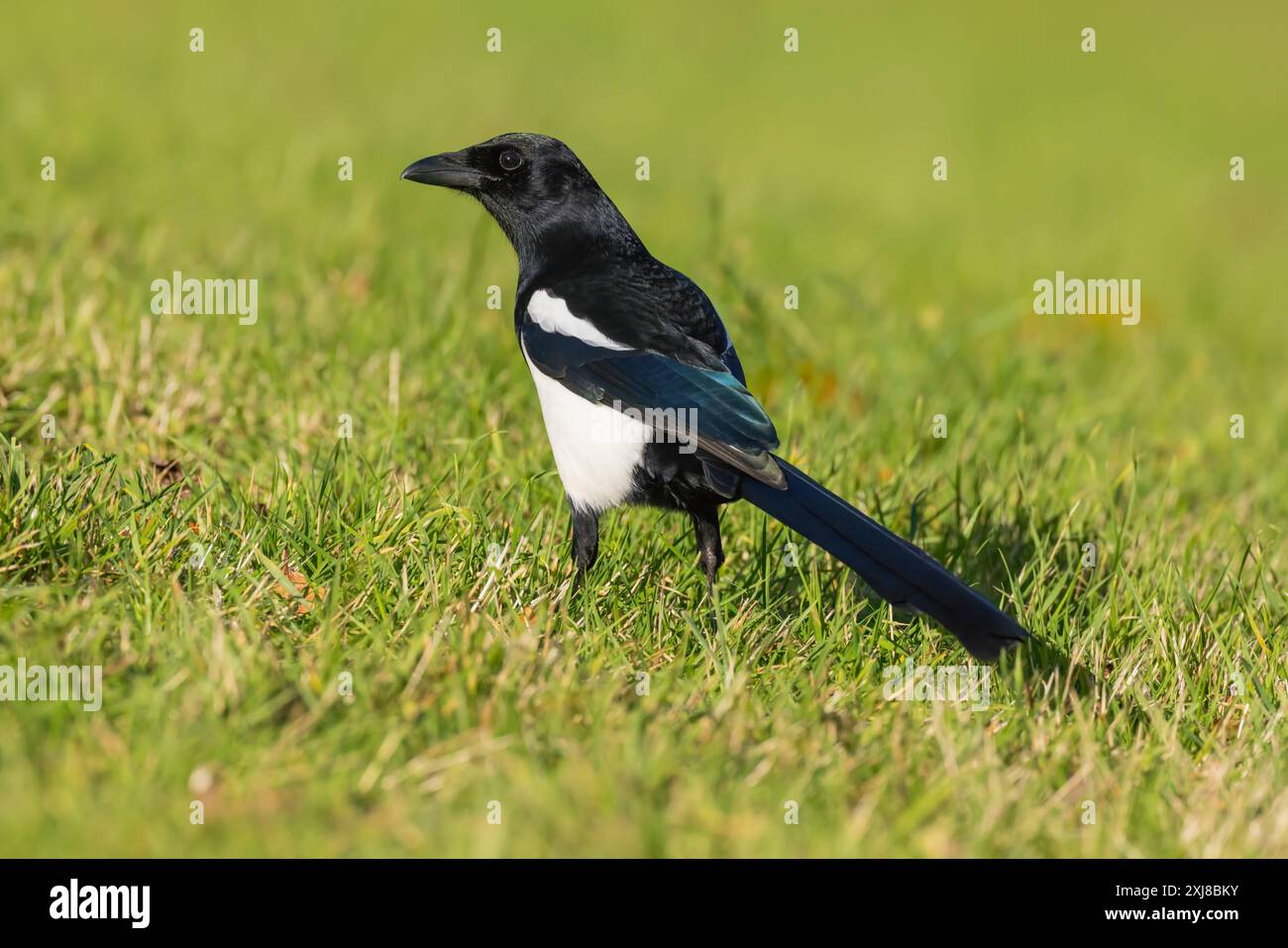Magpie grass hi-res stock photography and images - Alamy