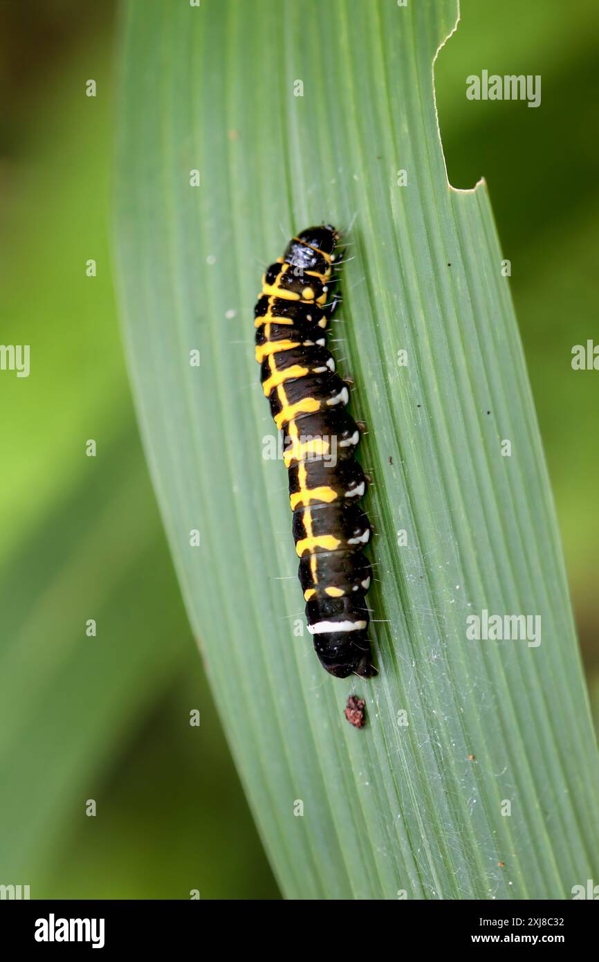 Close-up of Hyblaea fimamentum caterpillar with distinct yellow ...