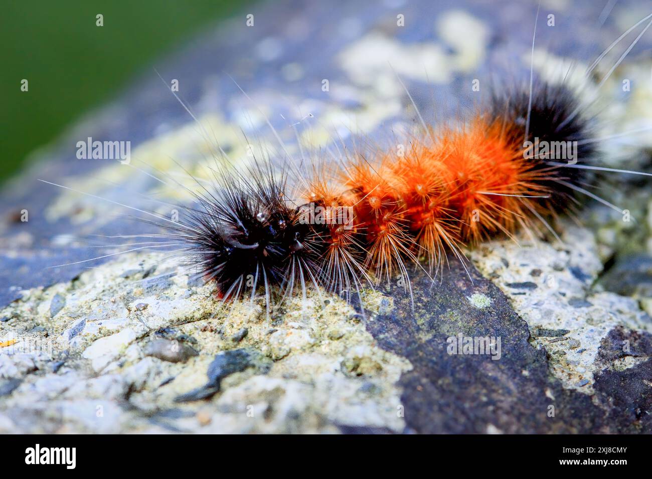 Detailed view of an orange and black Lichen Moth larva with tufted ...