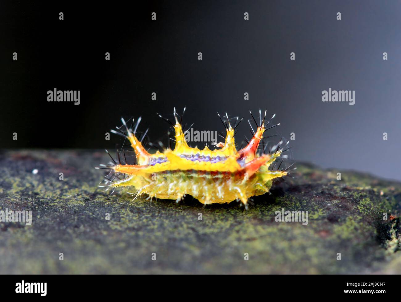 Caterpillar moth insect wildlife hi-res stock photography and images ...