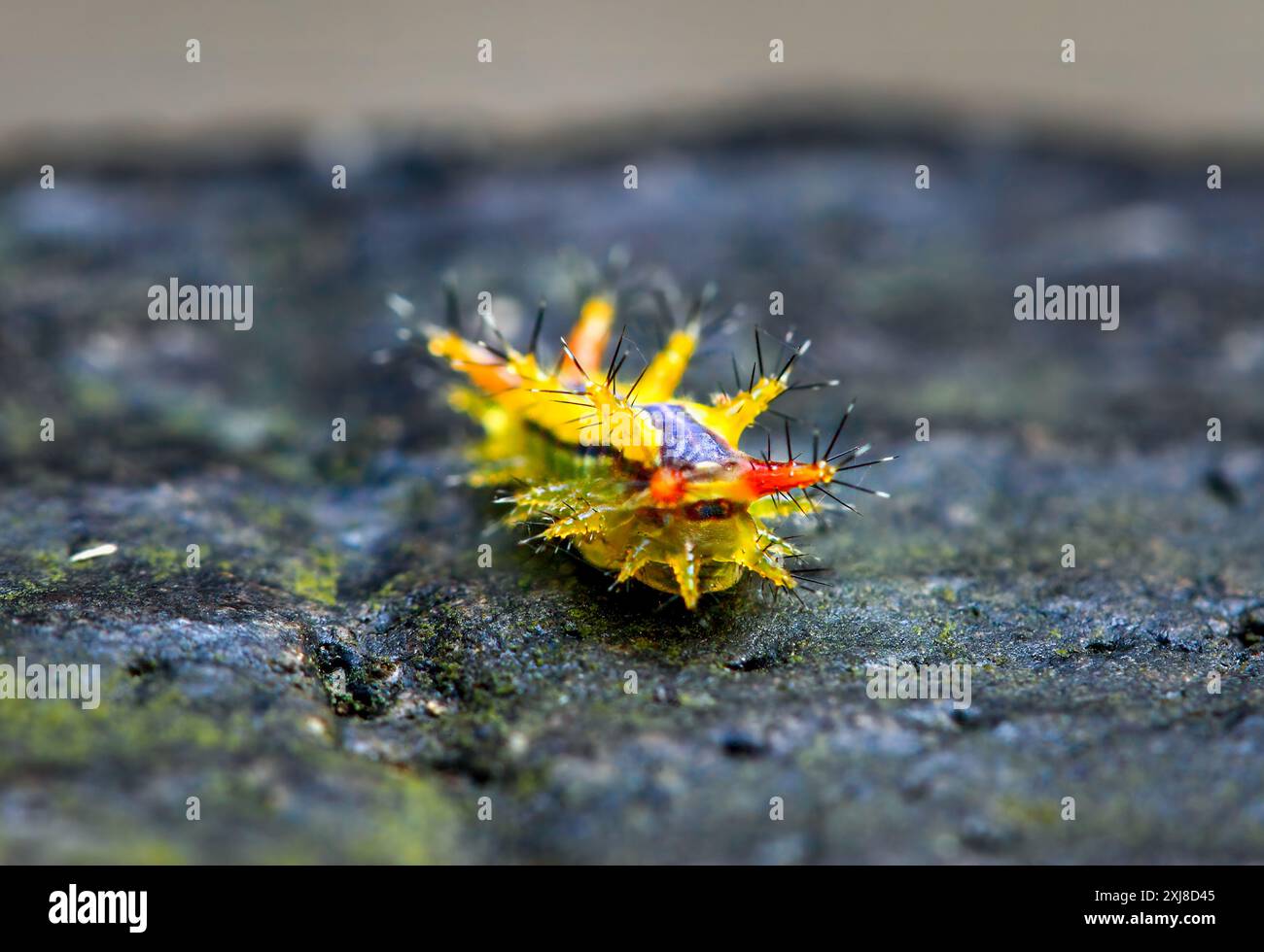 Caterpillar hatching on leaf hi-res stock photography and images - Alamy