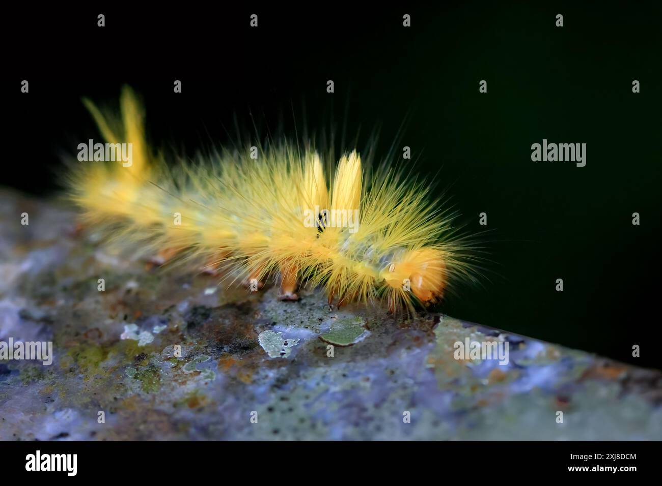 A Calliteara grotei horishanella caterpillar with a yellow head and ...