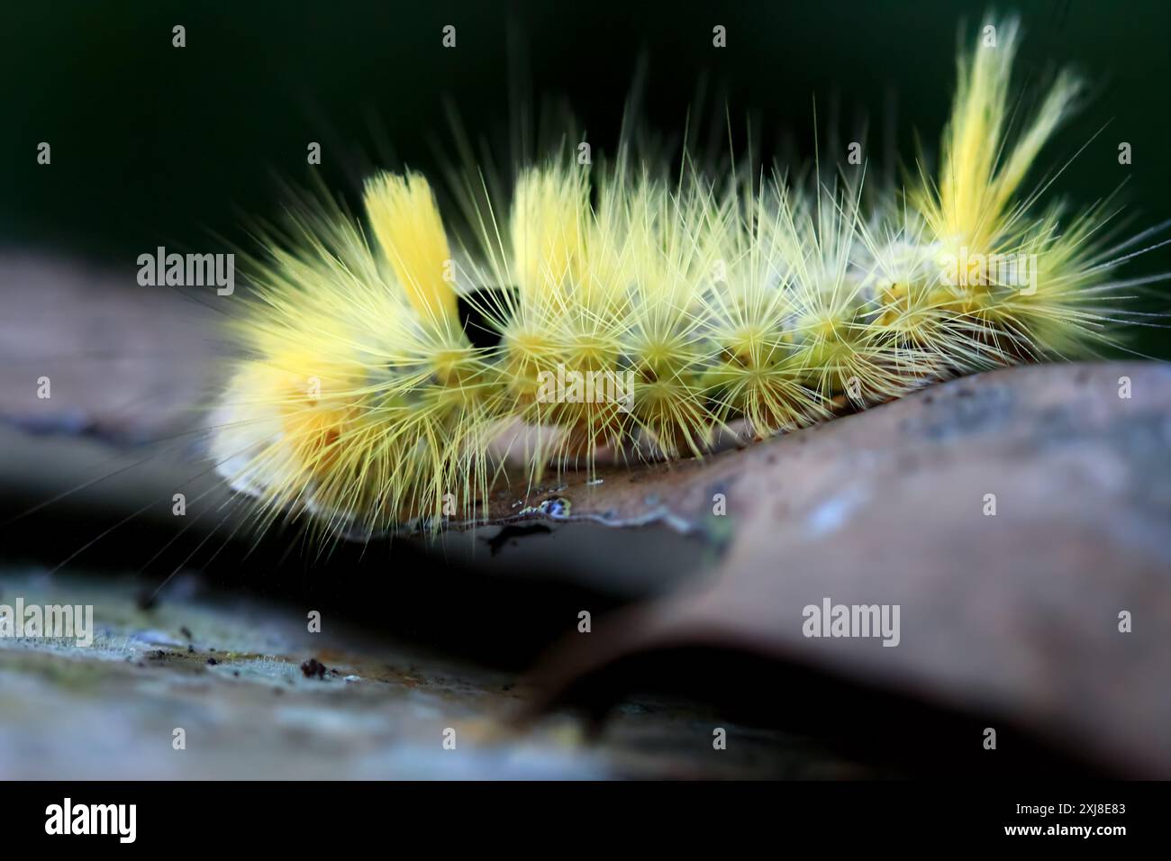 A Calliteara grotei horishanella caterpillar with a yellow head and ...