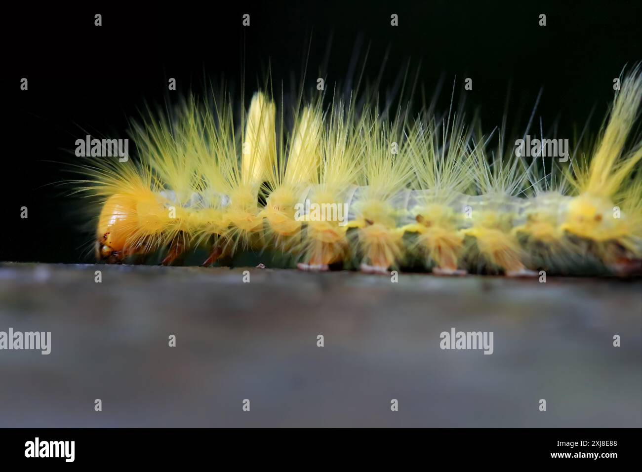 A Calliteara grotei horishanella caterpillar with a yellow head and ...