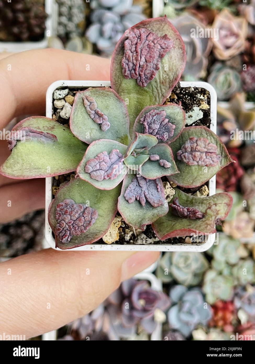 Echeveria Baron Bold. Succulent Echeveria Plant Flower Rosette on ...