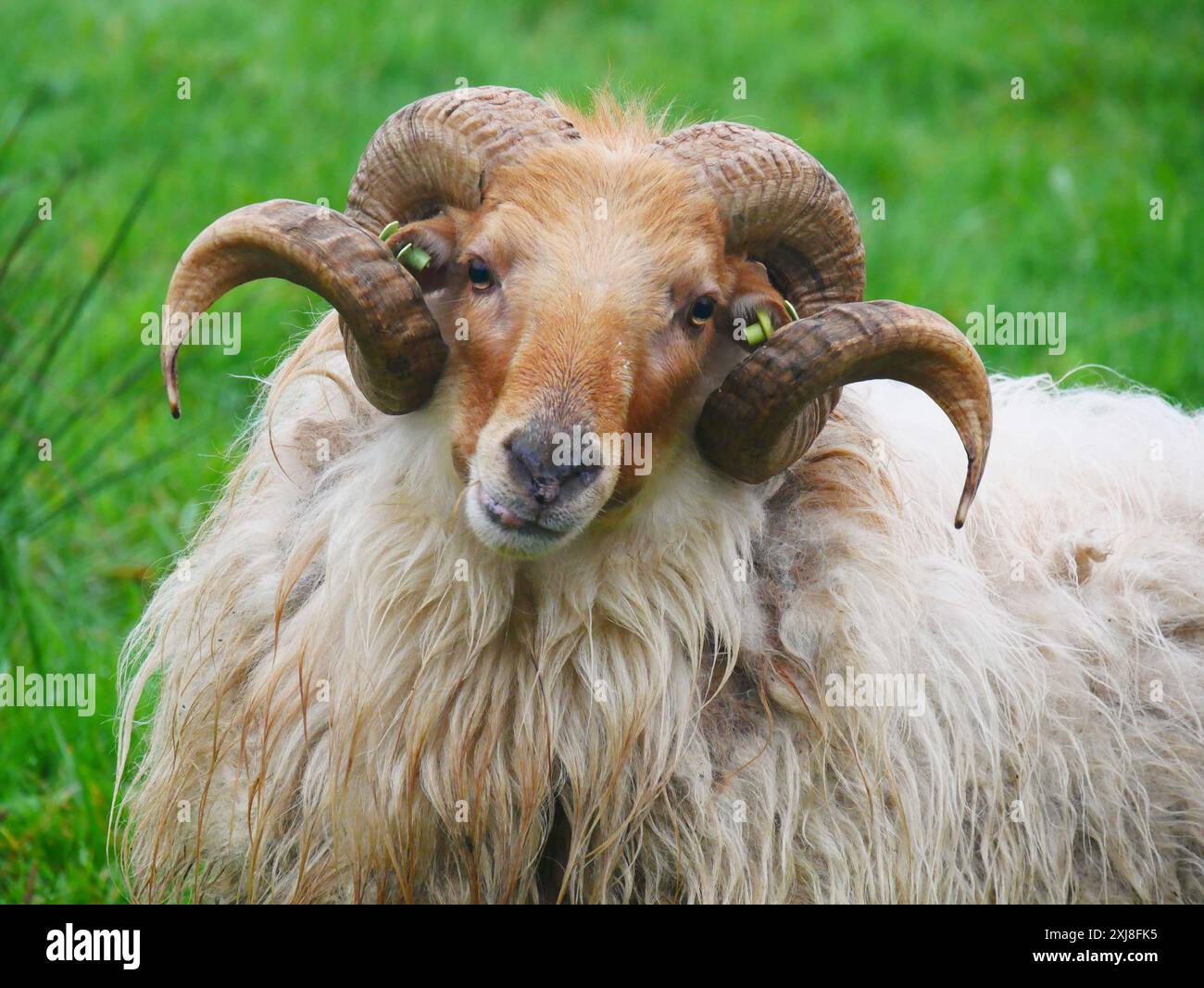 Sheep with curly horns and long fur looking curiously into the camera Stock Photo - Alamy