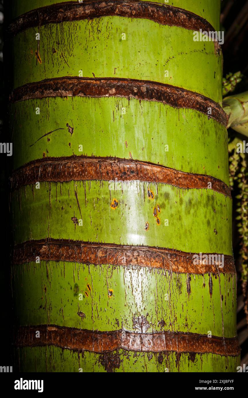 Closeup rings around green nikau palm tree trunk Stock Photo - Alamy