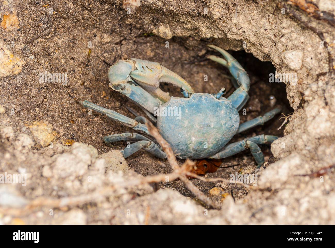 Blue crab in hole on rock Stock Photo - Alamy