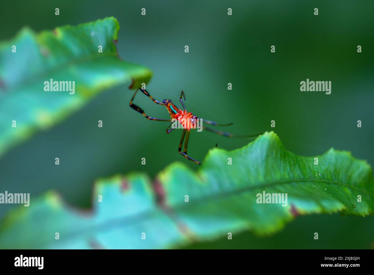 A striking red spider with patterned abdomen hangs between lush leaves ...