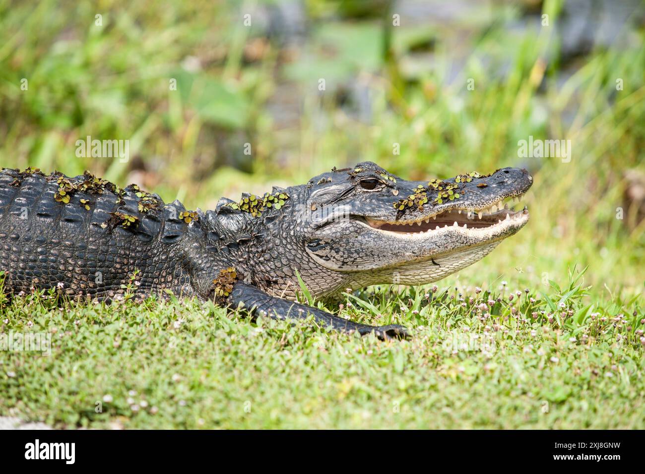 American alligator with pond vegetation on body Stock Photo - Alamy