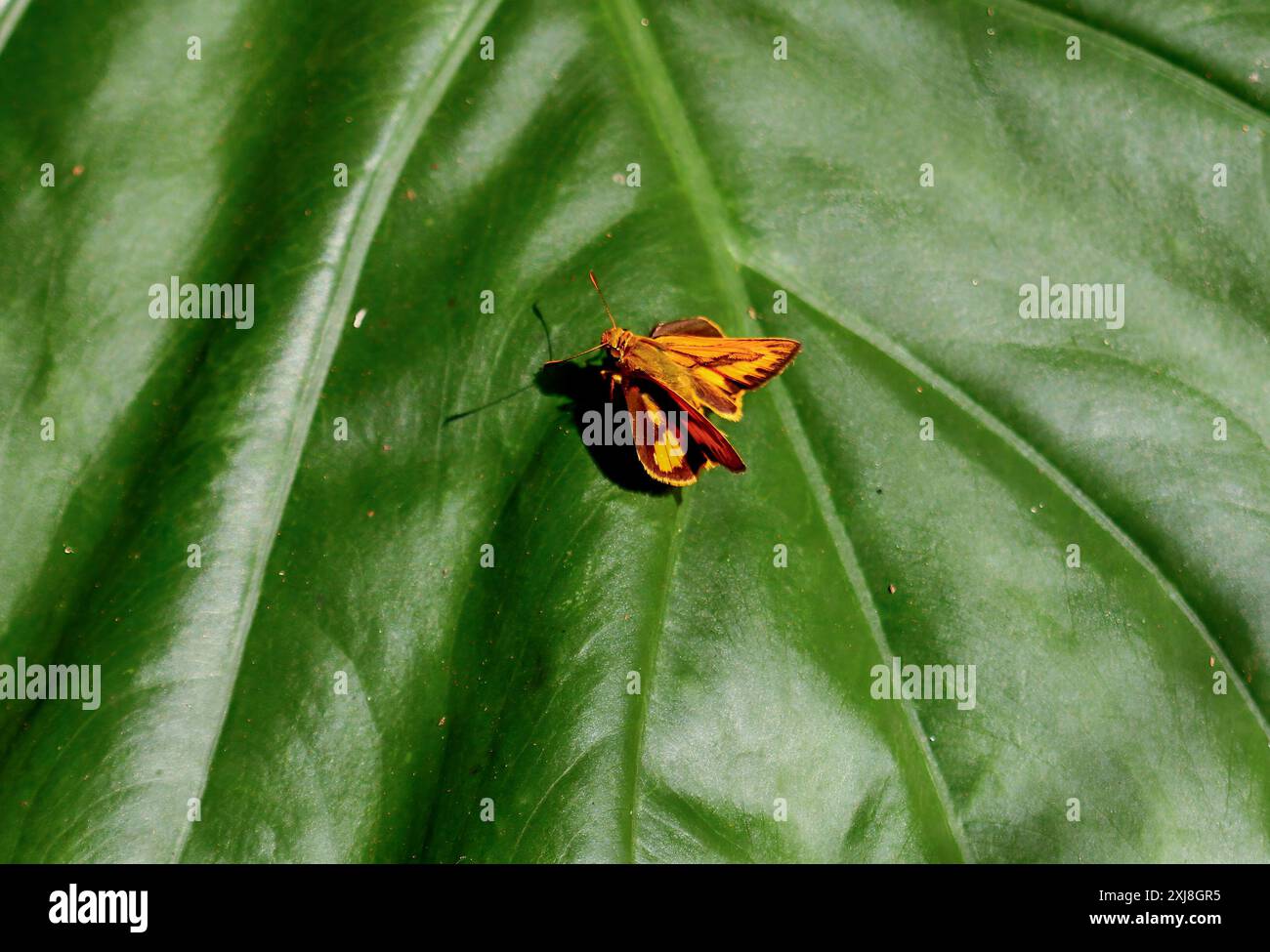 A vivid orange Telicota bambusae butterfly perches on a textured green ...