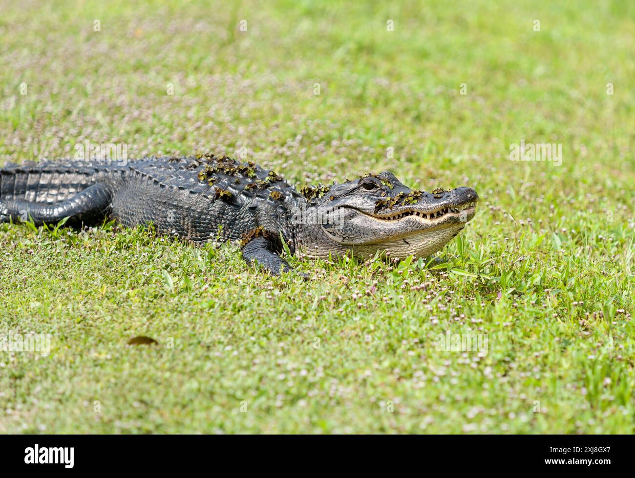 American alligator with pond vegetation on body Stock Photo - Alamy