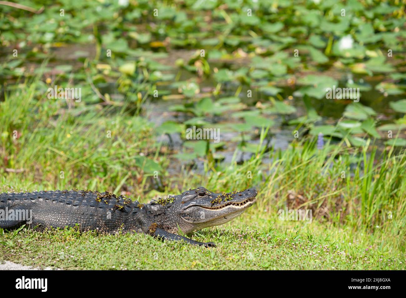 American alligator with pond vegetation on body Stock Photo - Alamy