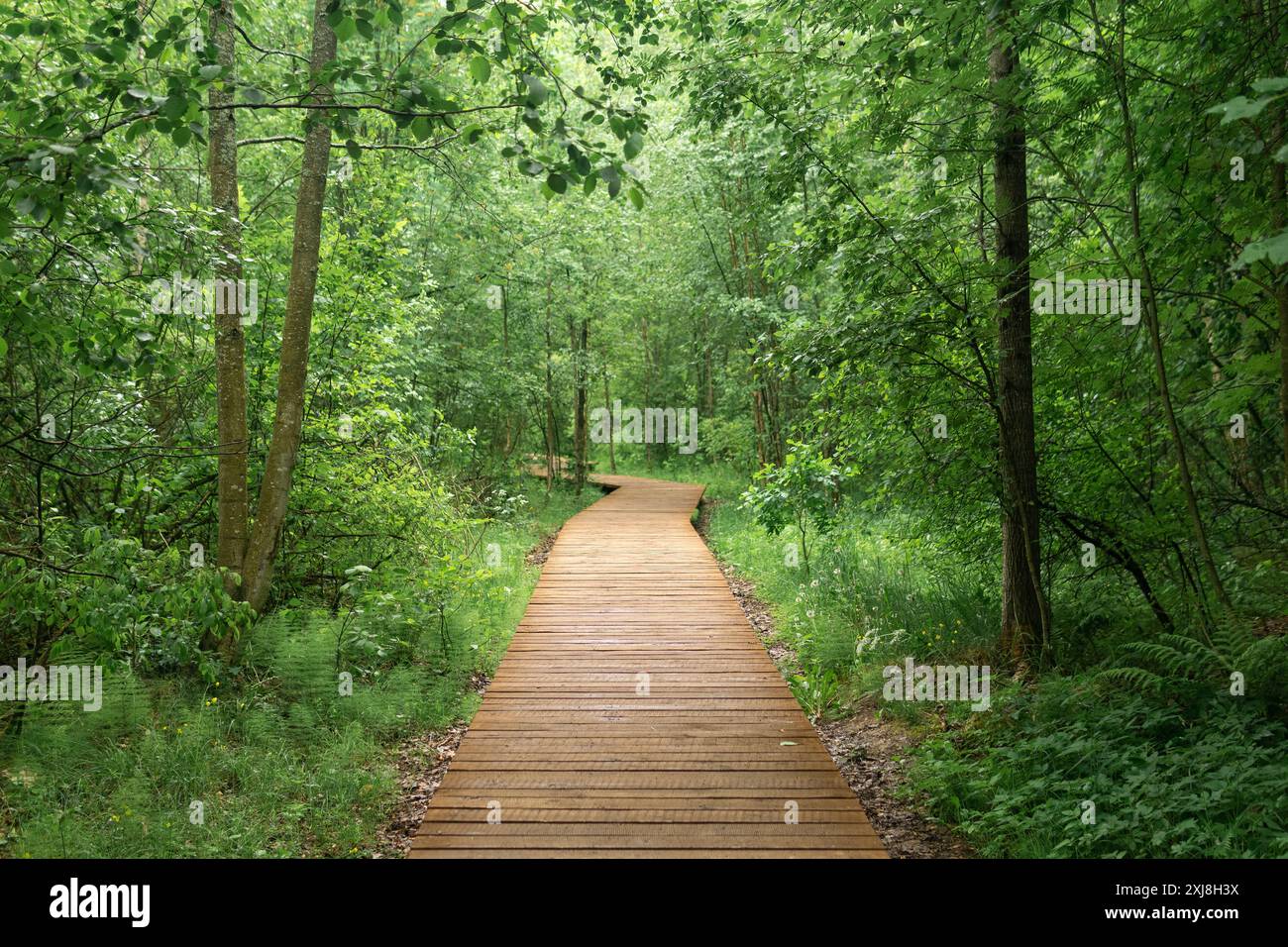 wooden sidewalk on educational nature trail in the forest Stock Photo ...