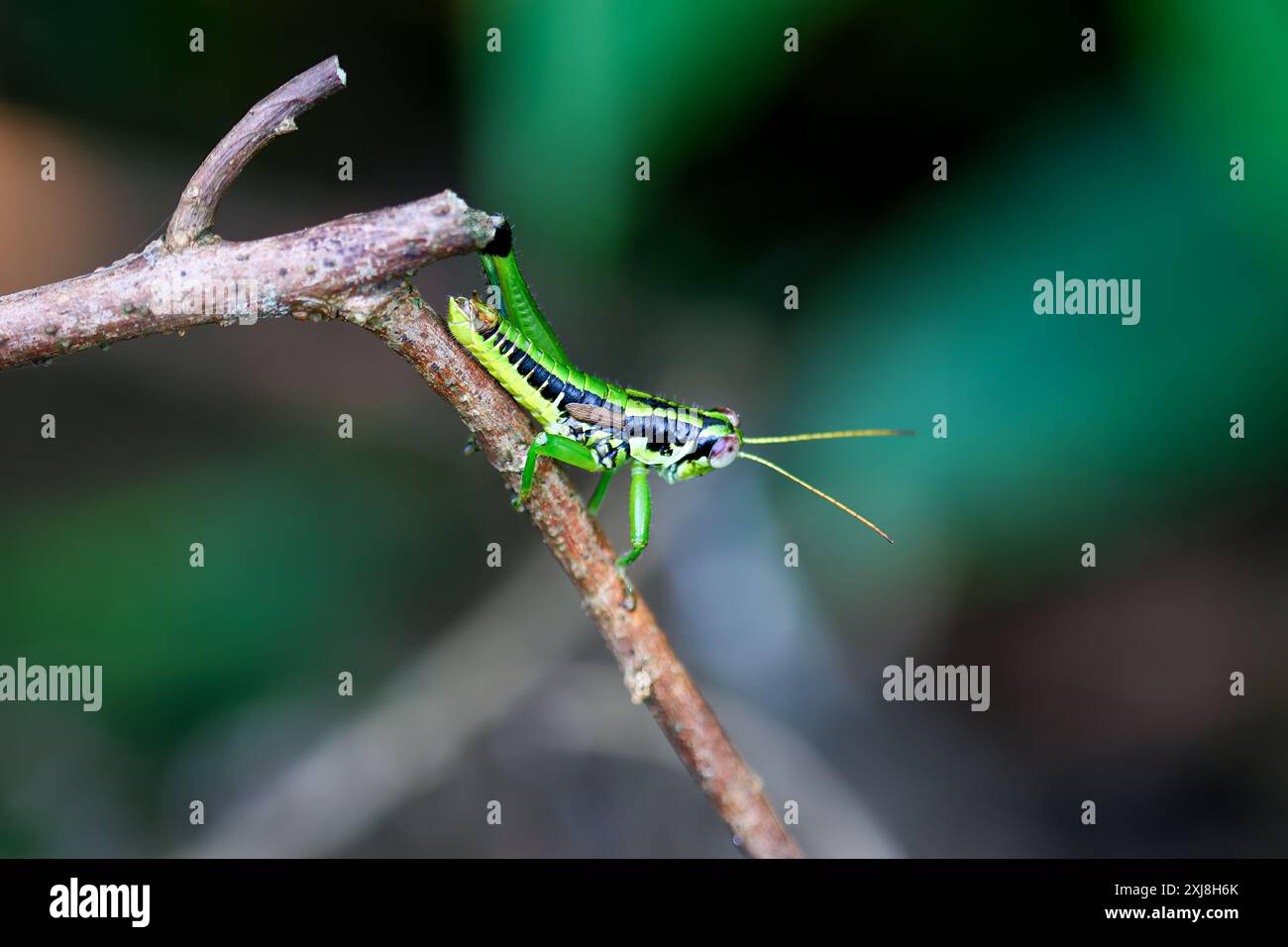 Grasshopper anatomy hi-res stock photography and images - Alamy