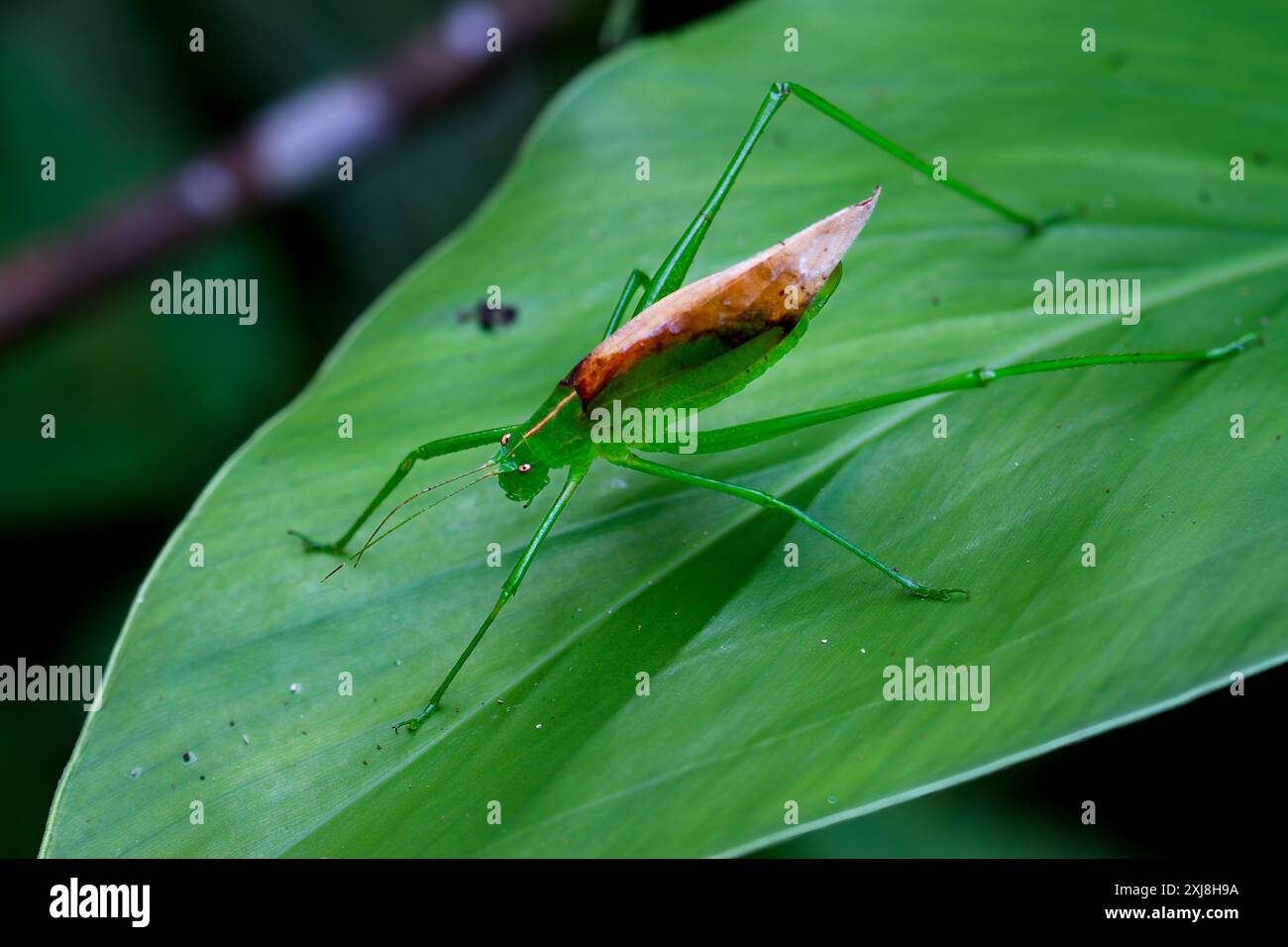 Detailed macro photo of a Tettigoniidae (or katydid), showing its ...
