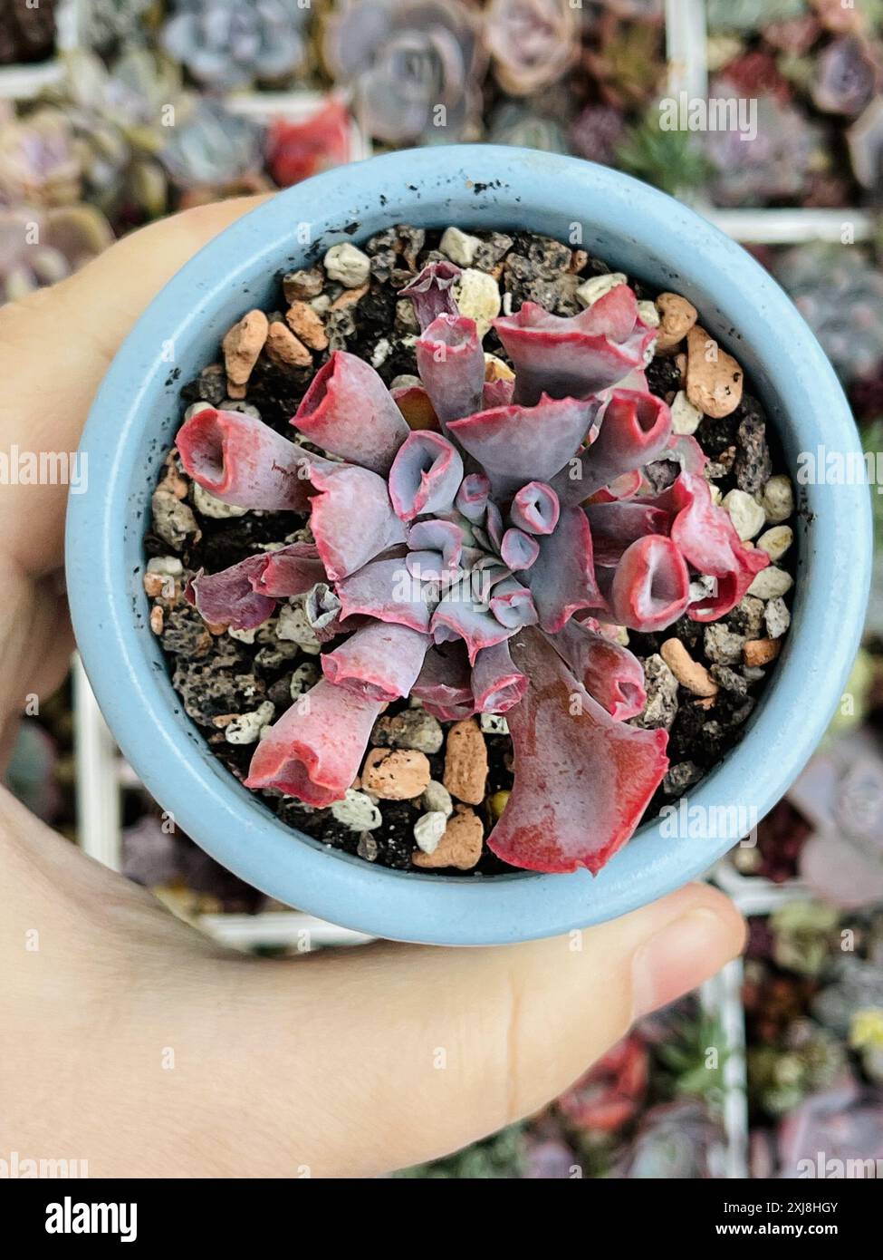 Echeveria Trumpet Pinky. Succulent Echeveria Plant Flower Rosette on ...