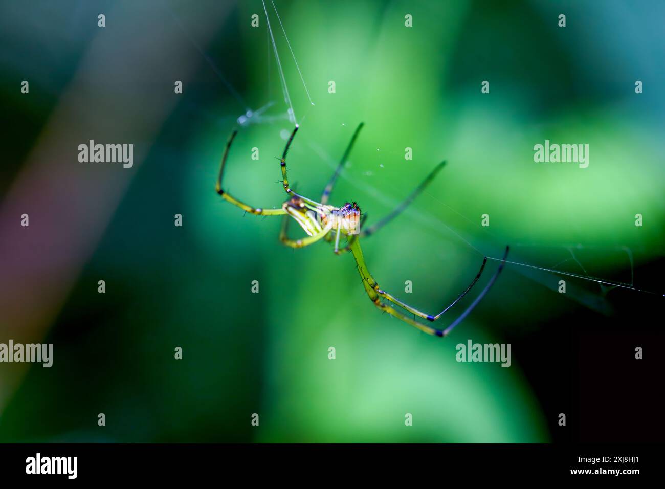 Detailed view of an orchard spider(Leucauge magnifica) in its web ...