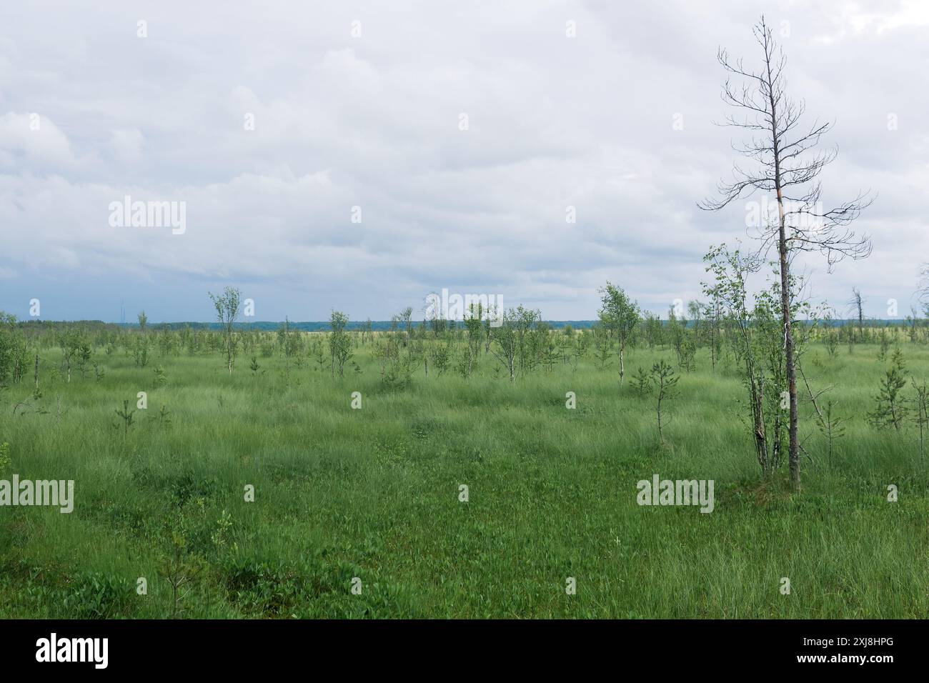 wild vast grassy fen landscape with small crooked trees Stock Photo - Alamy