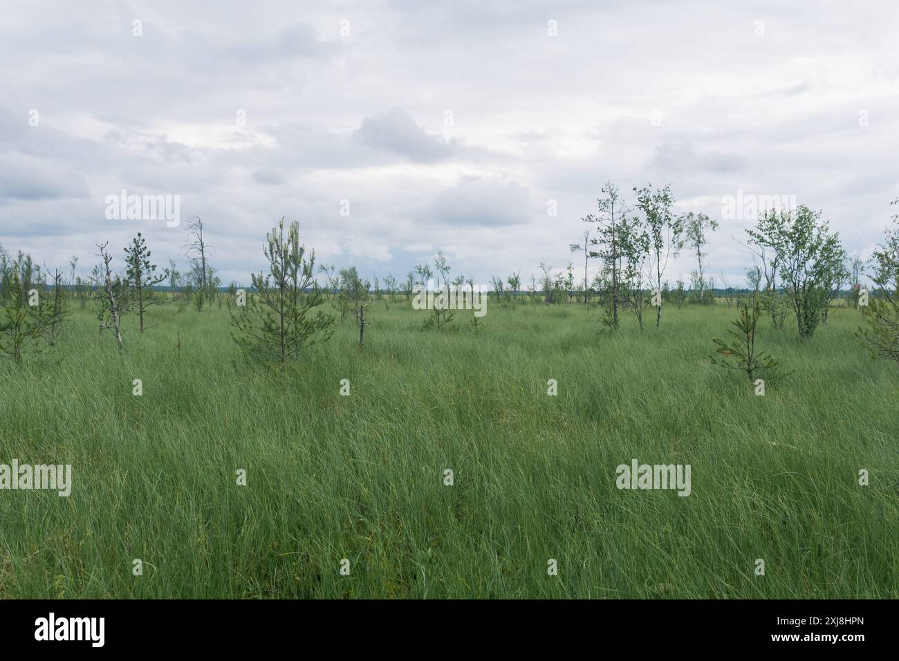 wild wide grassy fen landscape with small crooked trees Stock Photo - Alamy