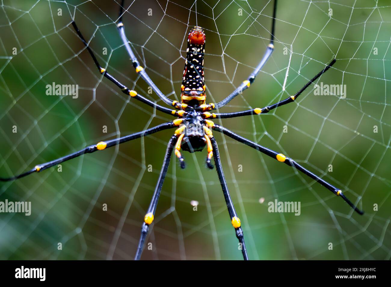 Spider web prey animals hunting hi-res stock photography and images - Alamy