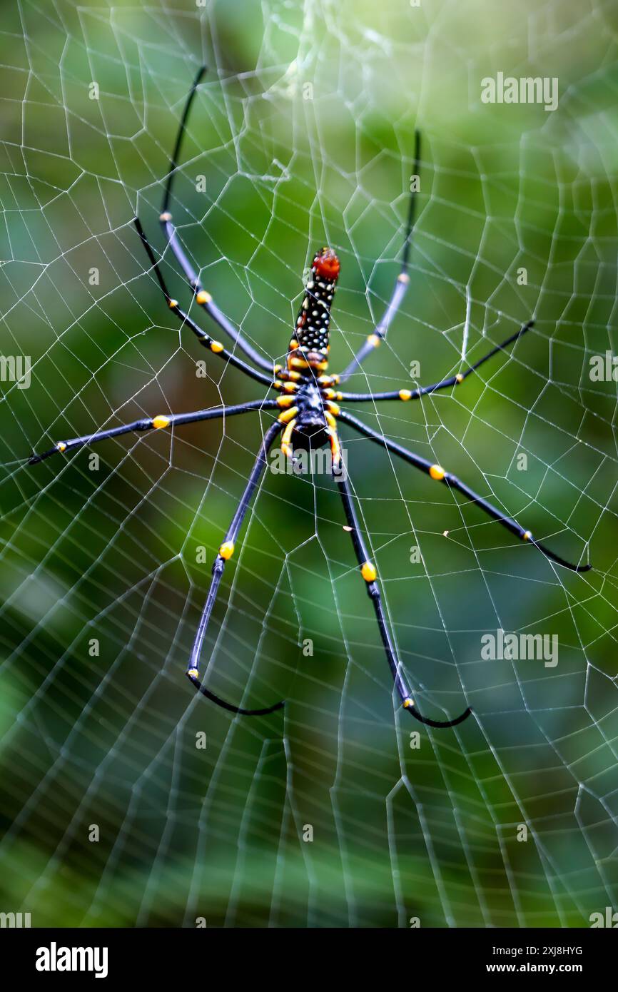 Detailed capture of a Giant Wood Spider consuming its prey on a ...